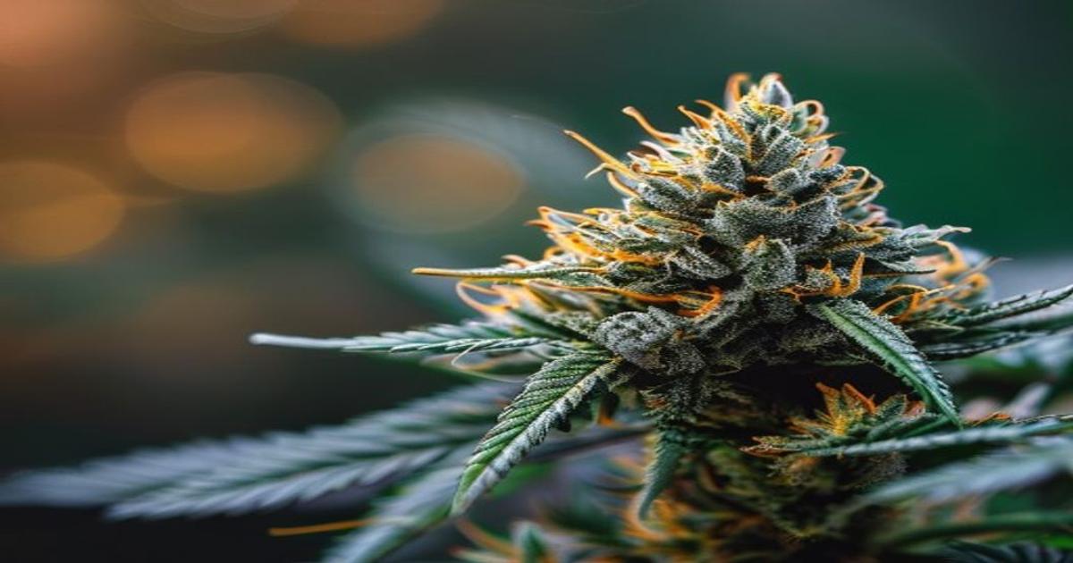 Best Cannabis Strains of Spring 2026: The Terpene-First Era Has Arrived ...